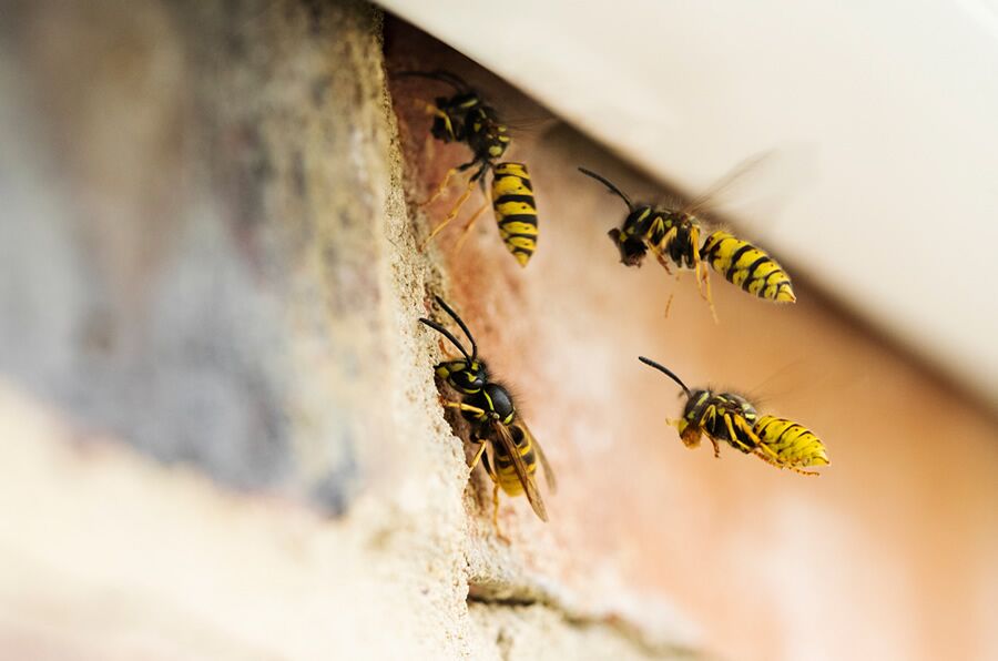 Wasp exterminator store