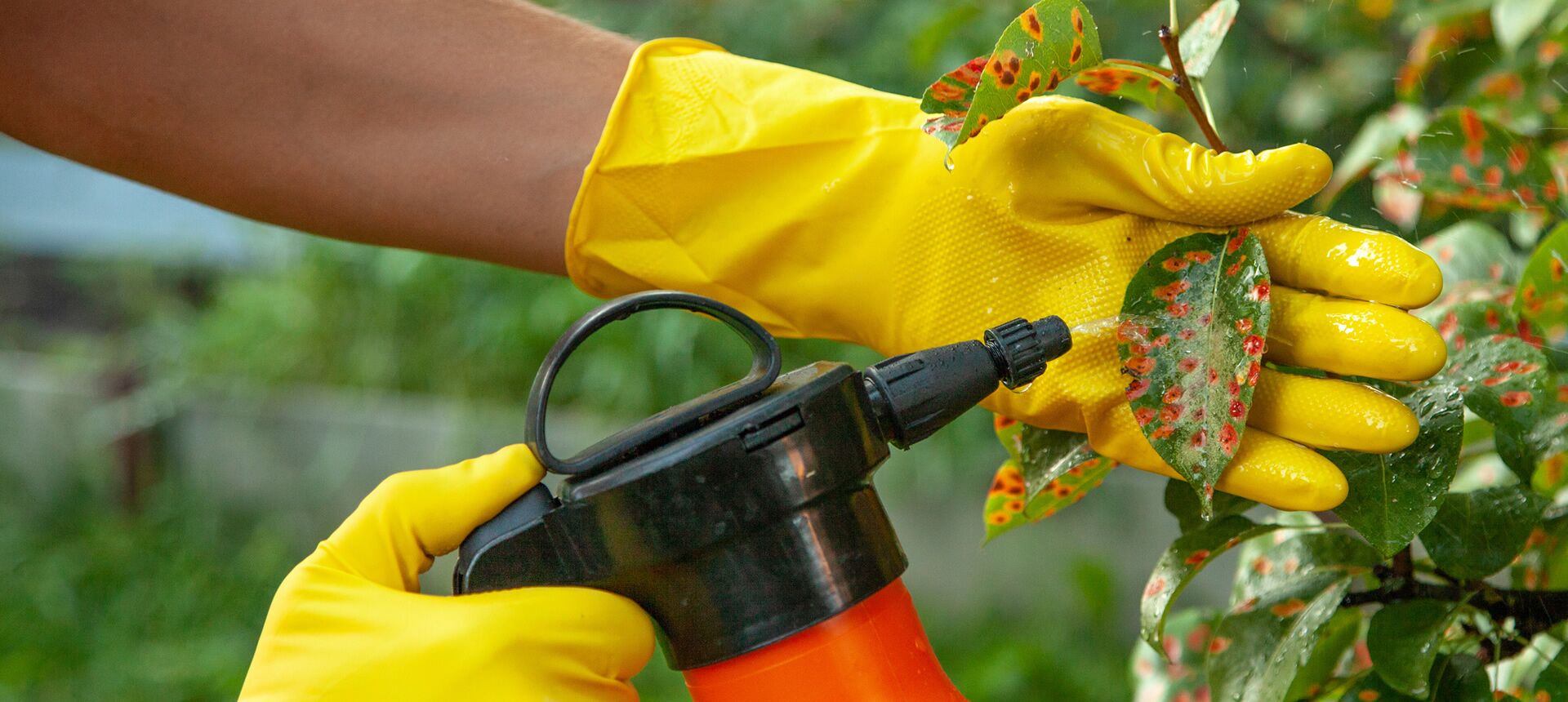 Seasonal Pest Control in Chelmsford: What to Expect Year-Round